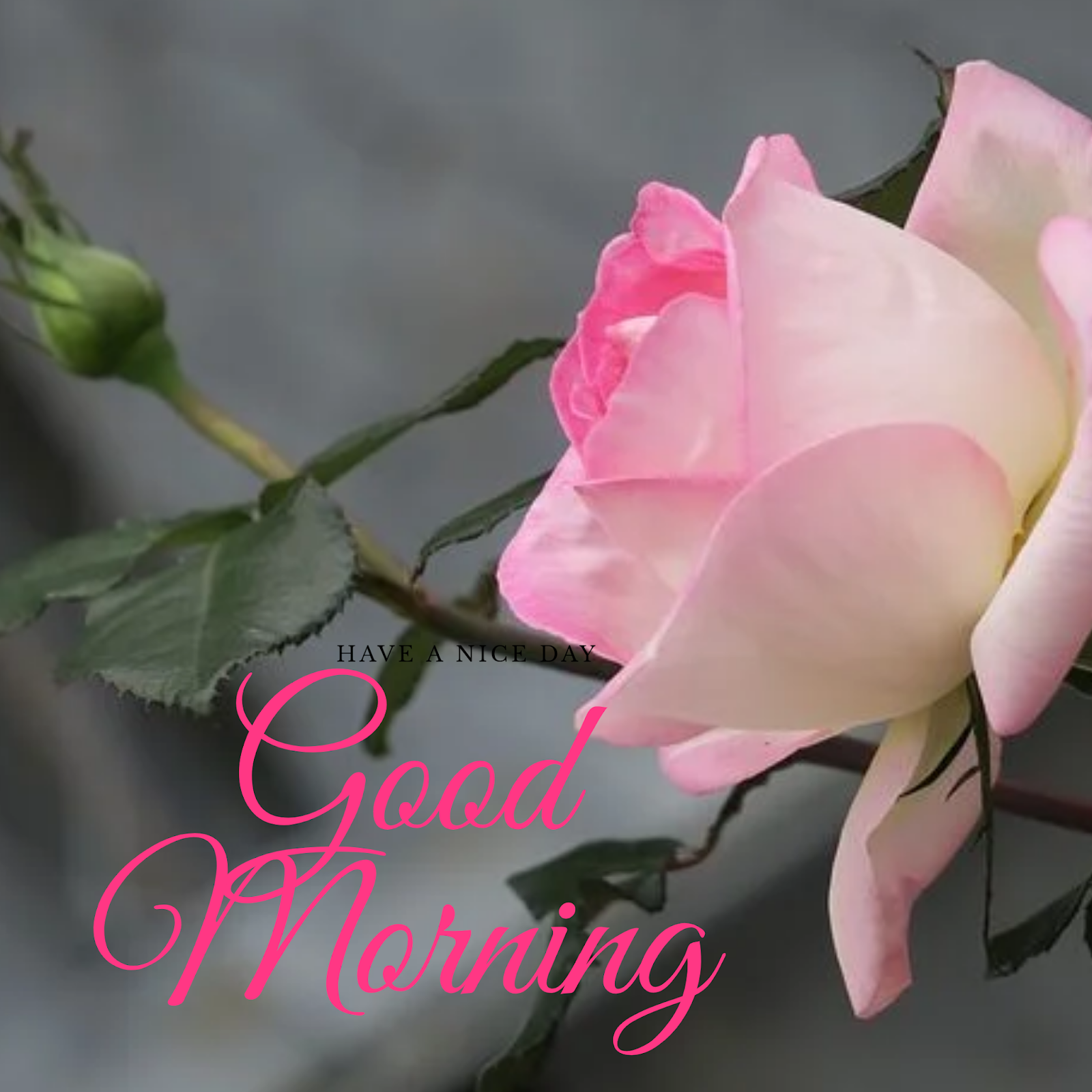 Top 10 Good Morning Ji Images greeting Pictures,Photos for Whatsapp ...