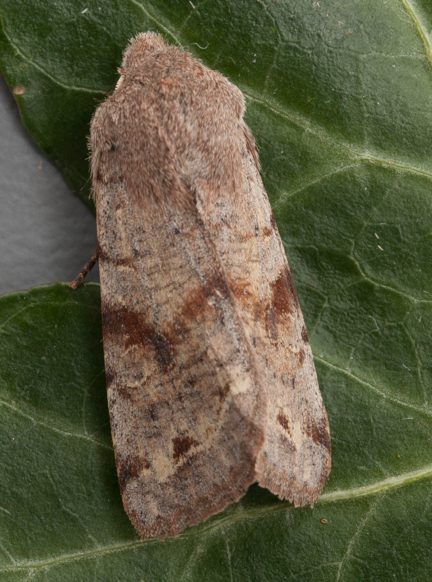Ceredigion Moths: Llangeitho