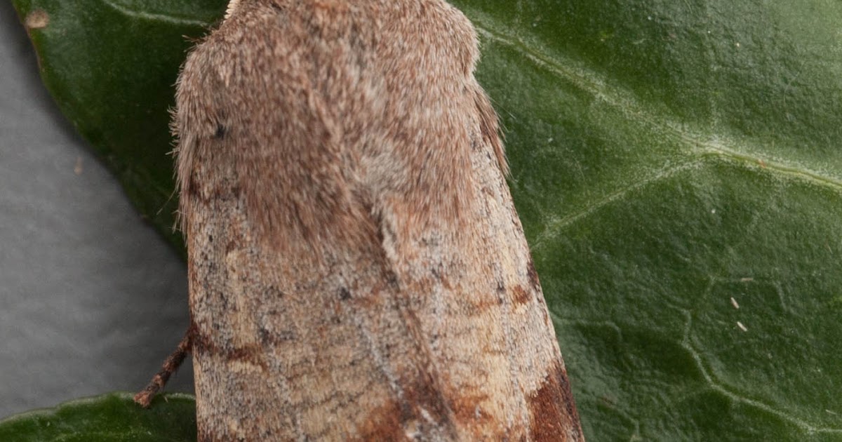 Ceredigion Moths: Llangeitho