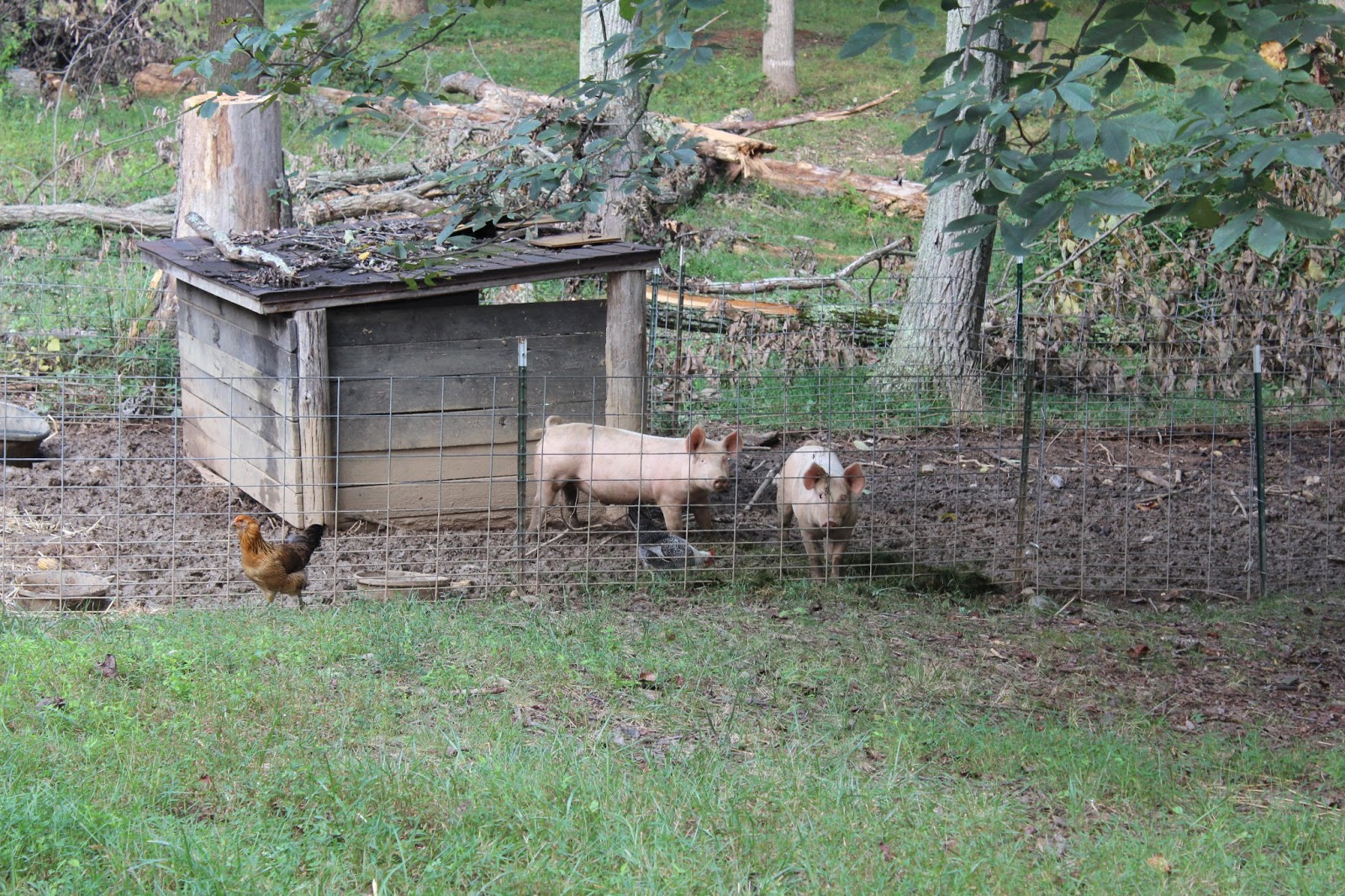 MCR's thoughts...: A redneck pig pen or "re-purposing pallets" for hog ...