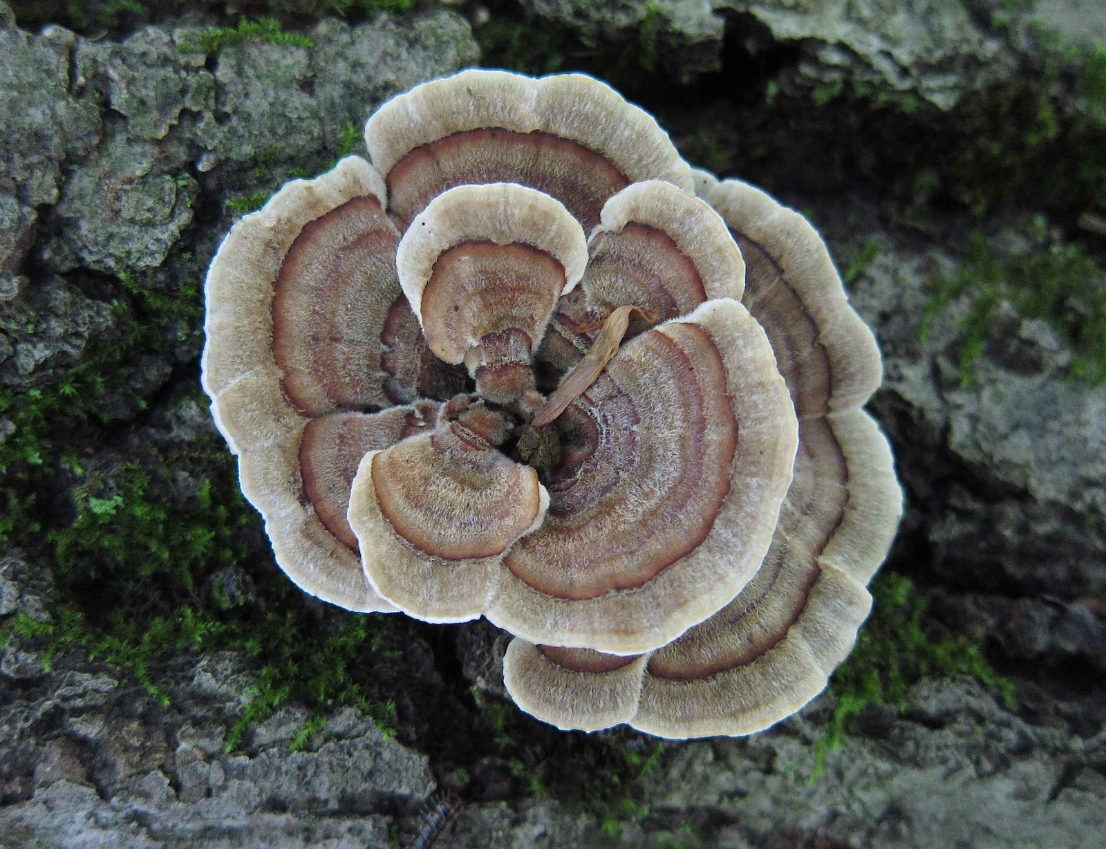Saratoga woods and waterways: Turkey Tail Tales