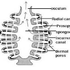 The Process of Megasporangenesis in Angiosperms : Biology Blog