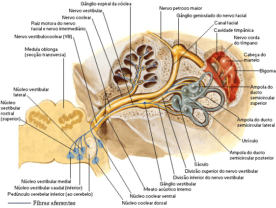 Fisioterapia com amor : Nervos Cranianos