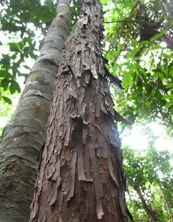 Forest Dweller: A Trip To Penang National Park