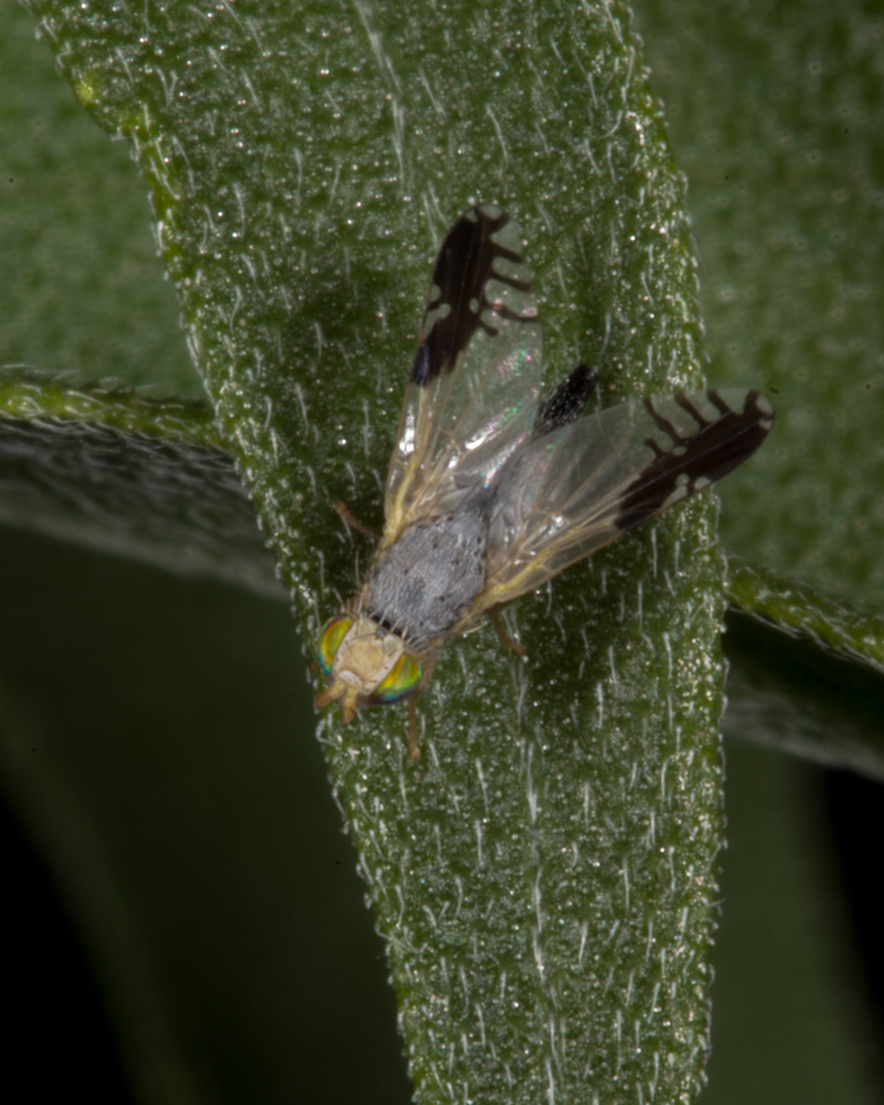 Colorado Bugs