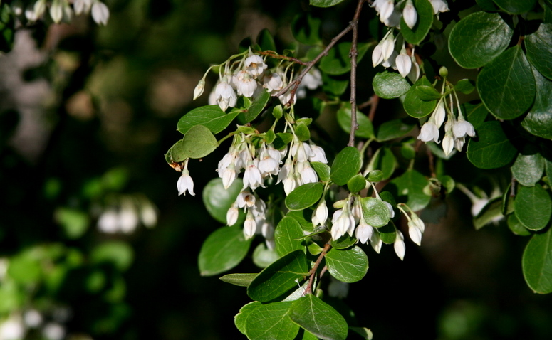 solitary dog sculptor: Botany - Botanica: Vaccinium - Blueberry - Part ...