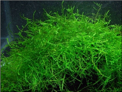 Musgo de java | Aquanect