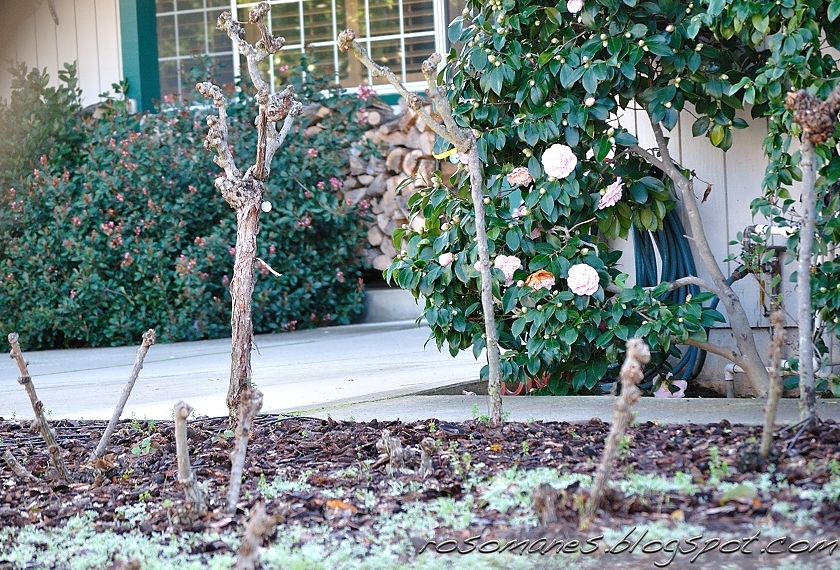 A Rose is a Rose...: Extreme Pruning