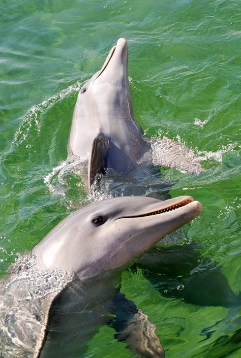 DLA KAŻDEGO: DELFINY