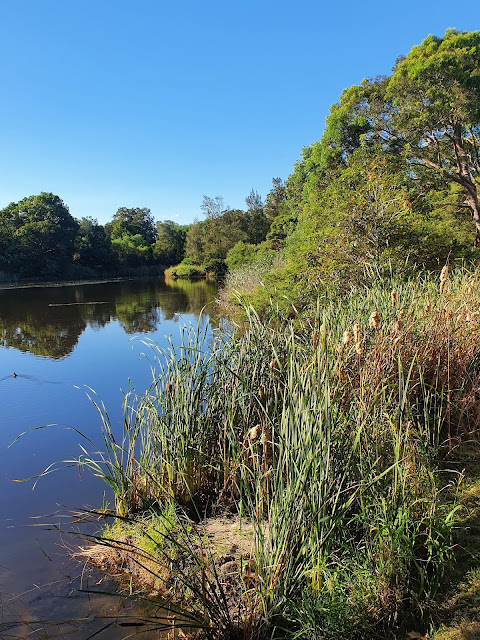 Sydney - City and Suburbs: Botany, pond