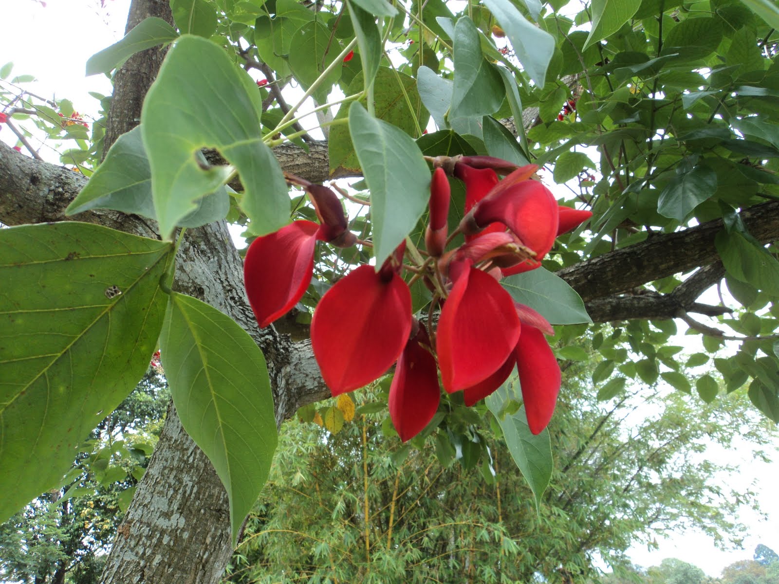 Laman Kambatik Plants list (3rd ed.): Erythrina fusca (Dedap)