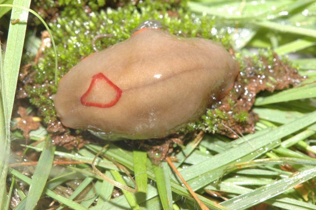 The Nature of Robertson: Slip Sliding Away