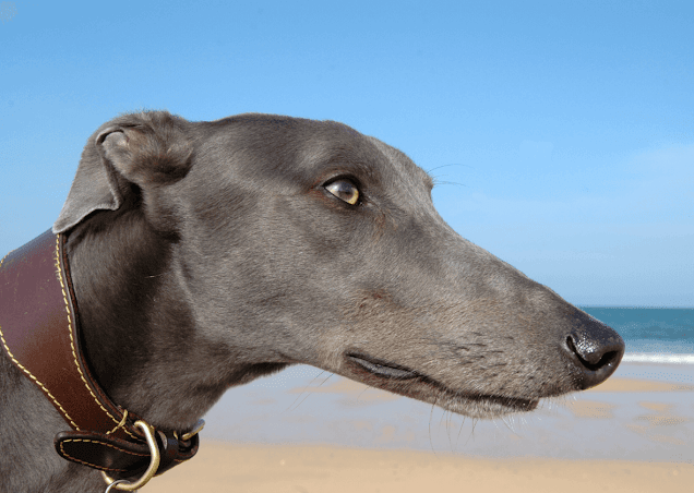 NUNCAJAMAS COCKER: EL GALGO, MUCHO MÁS QUE UN PERRO; POR CARLOS MANUEL ...