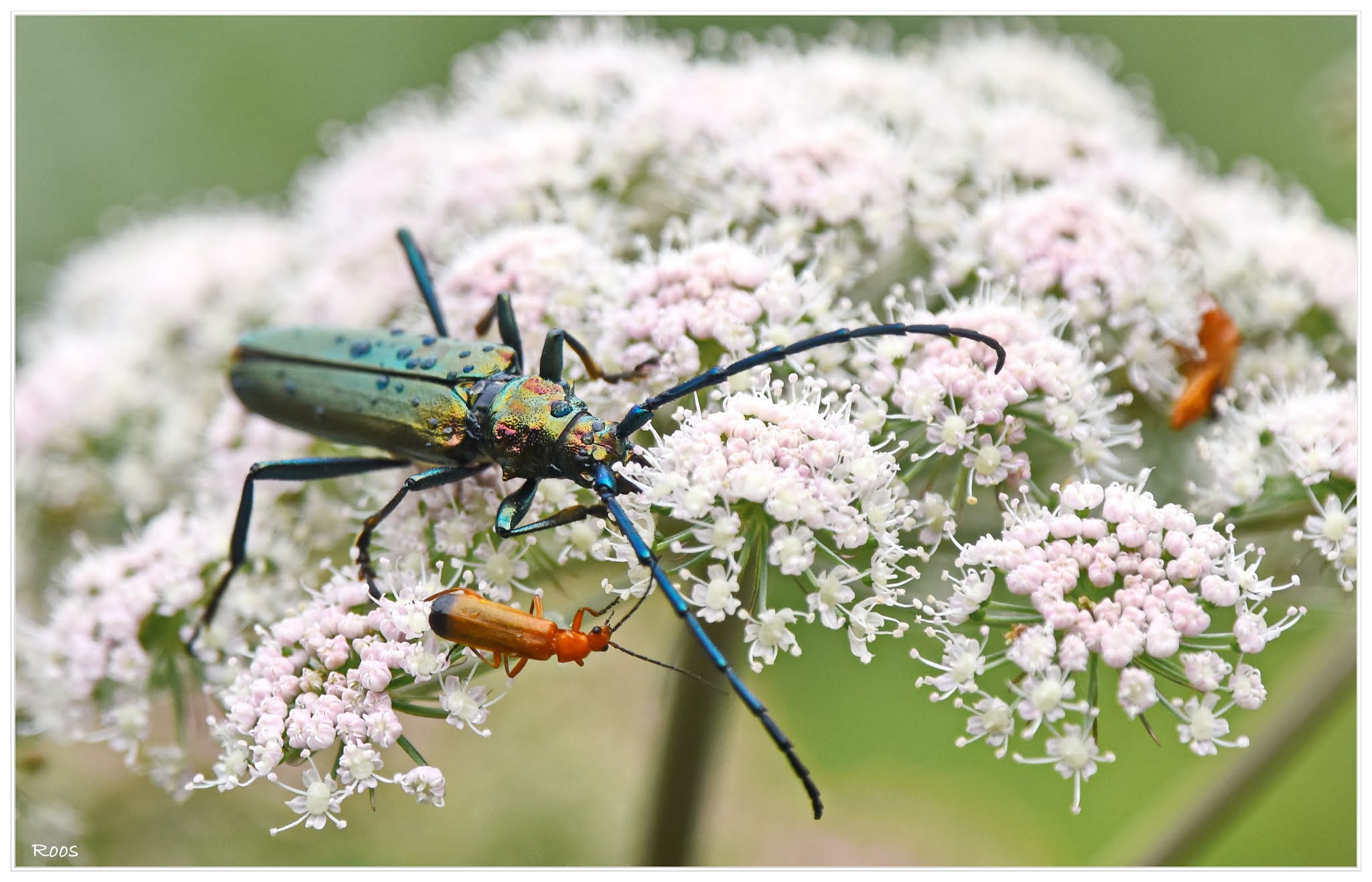 Natuur, cultuur en alles wat boeit ...: All sizes and from insect to ...