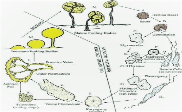 Slime Molds Introduction Occurrence Economic importance Somatic Phase ...