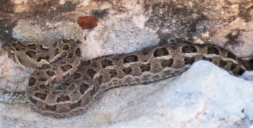 Table Mountain: Snakes