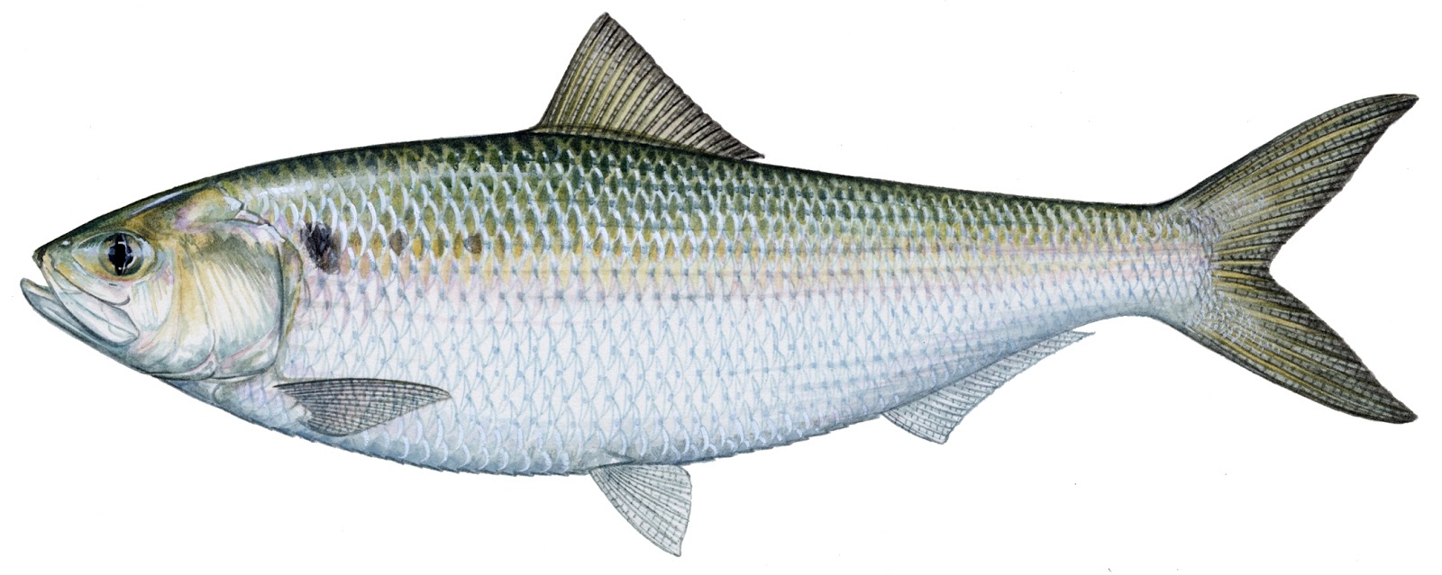 Caddis Chronicles: American Shad Return to the Musconetcong River After ...