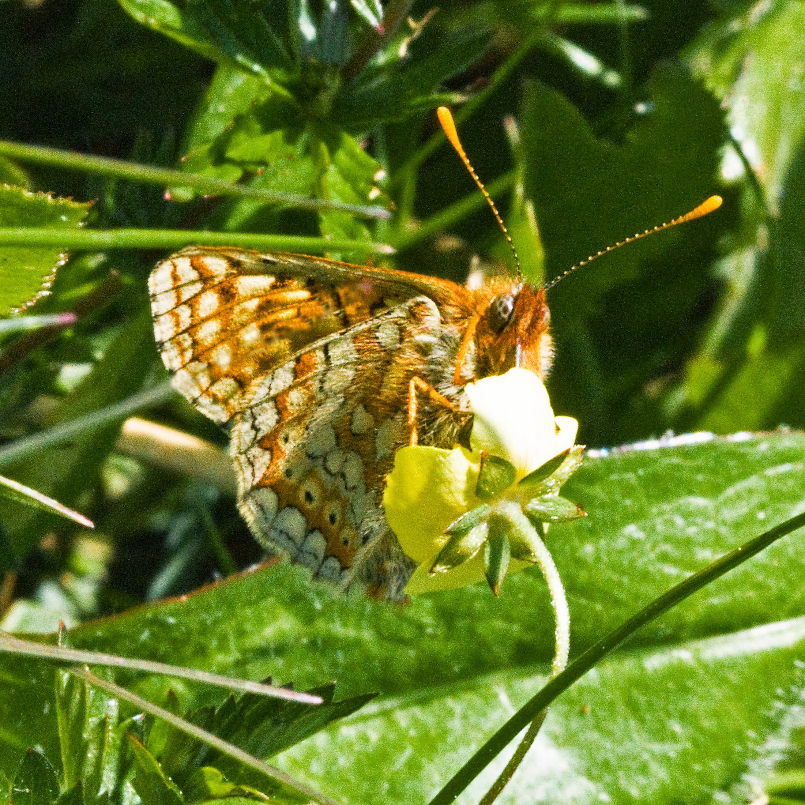 Butterflies, Dragonflies, Moths & other Insects: Marsh Fritillary