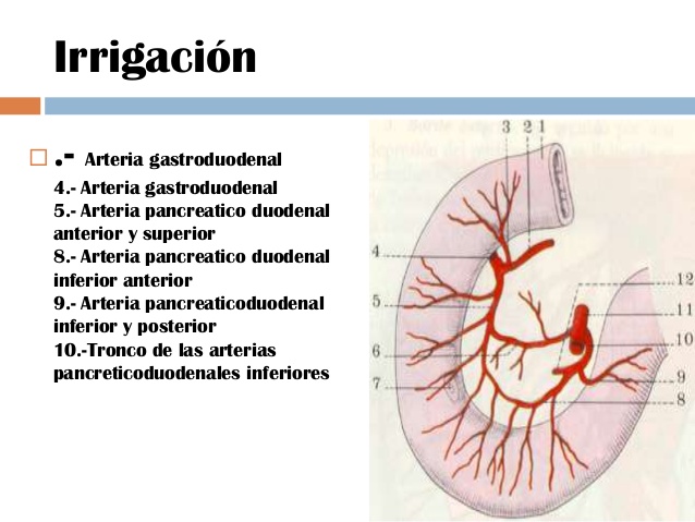 Medicina General Universal: Sobre el Duodeno