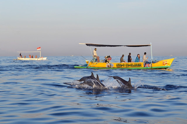 [Bali, Indonesia 2014] Dolphins Watching @ Lovina Beach - Just An ...