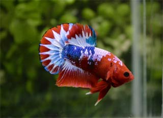 Ikan Cupang Fancy dan Jenisnya