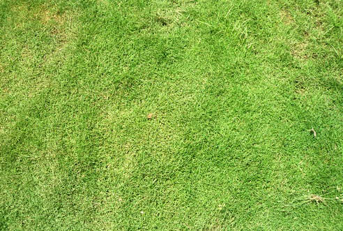 Cara Menanam Rumput Jepang yang Baik dan Benar