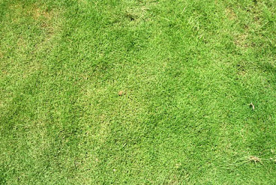 Cara Menanam Rumput Jepang yang Baik dan Benar