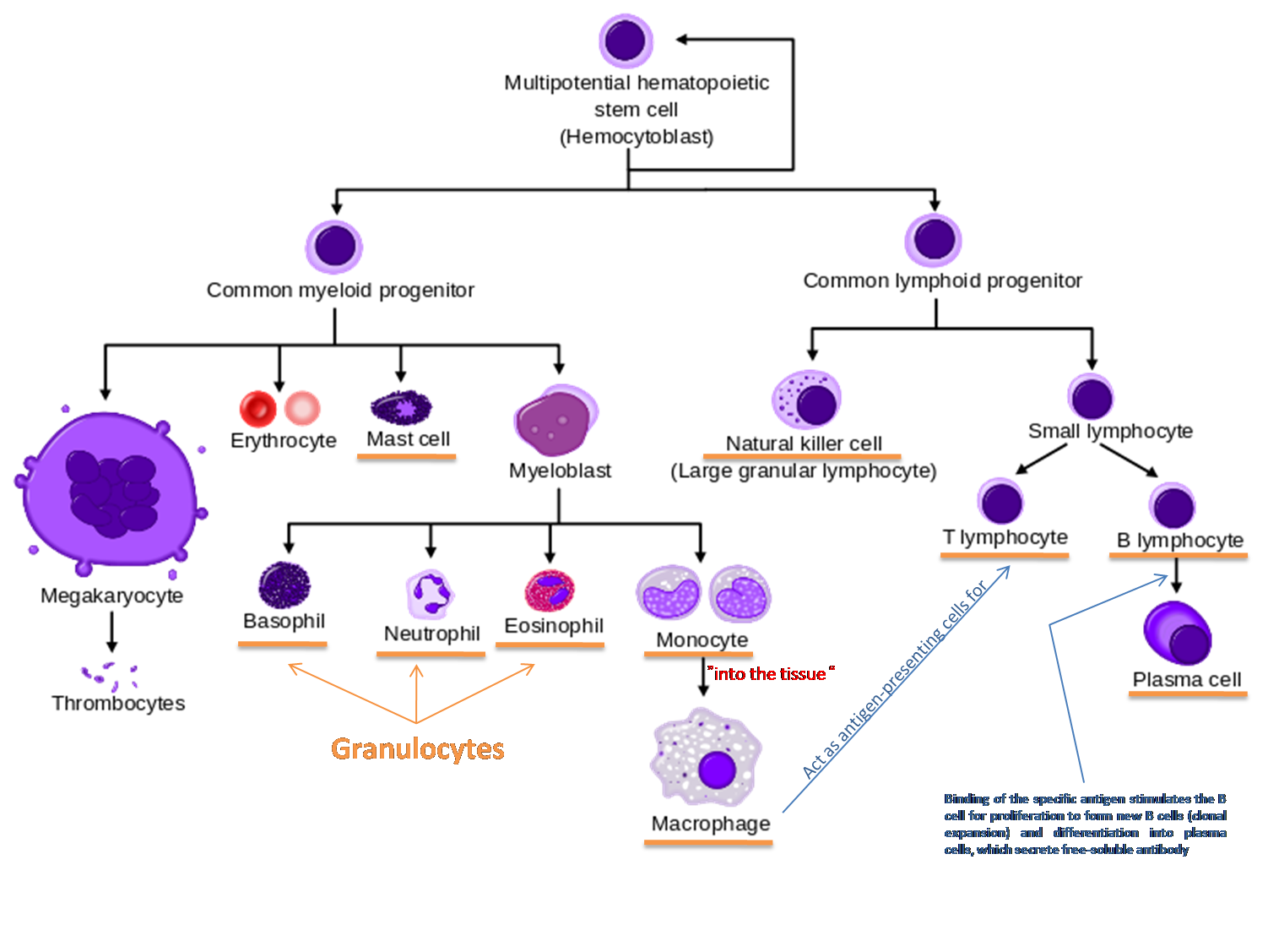 Immunology I ,THE PHYSIOLOGY OF THE IMMUNE SYSTEM | The Amazing Medicine