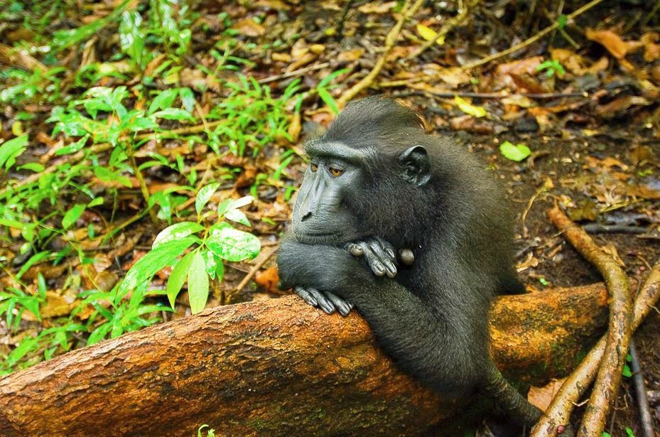 Sulawesi, Pulau di Indonesia dengan Fauna Terunik | Basecamp Petualang