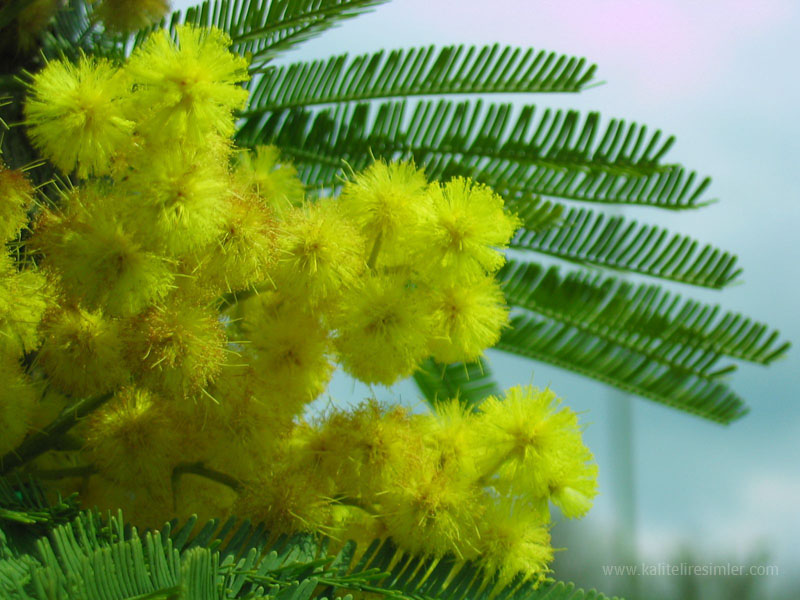 ADA MİMOZASI ( Leucaena leucophala )