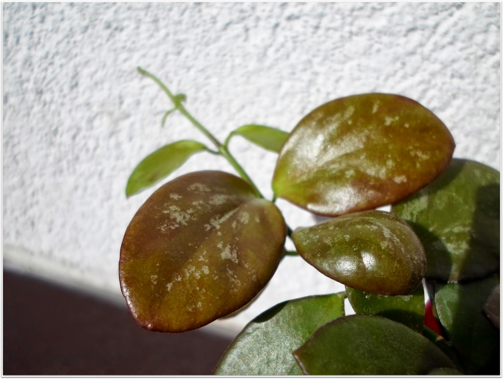 Moje hoye: Hoya biakensis