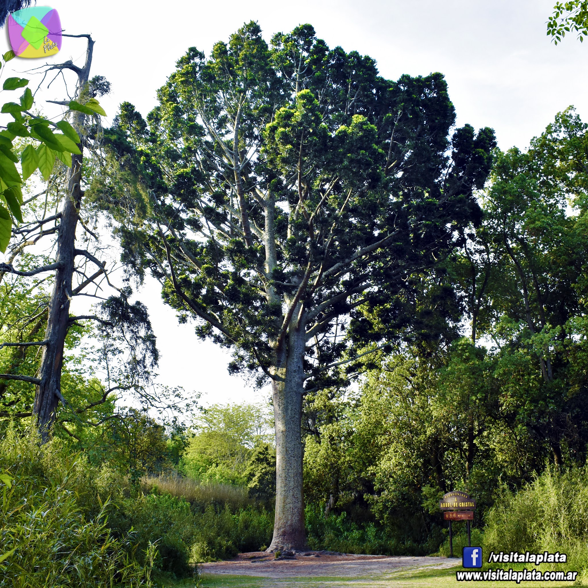 El Árbol de Cristal | Visita La Plata