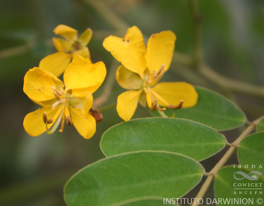 Argentina nativa: Yerba del burro (Senna pendula)