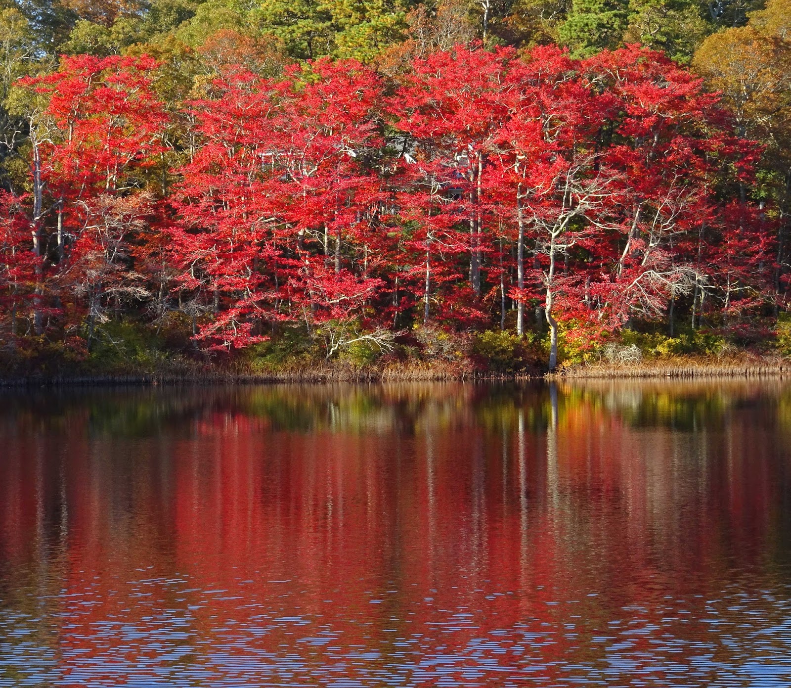 Joe's Retirement Blog: Rabbit Pond, Manomet, Plymouth, Massachusetts, USA