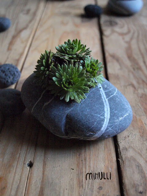Mihulli New Miniature Planters