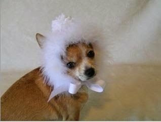 We Sell Easter Bonnets for Dogs | Posh Puppy Boutique News blog