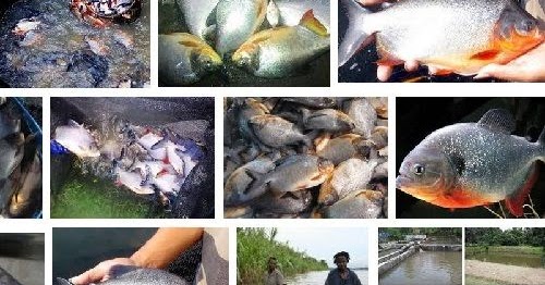 Hama dan Penyakit Ikan Bawal serta Cara Mengatasinya