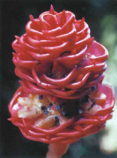 Genus Zingiber Miller 1754. - 140: 49 Thai.; Zingiberaceae