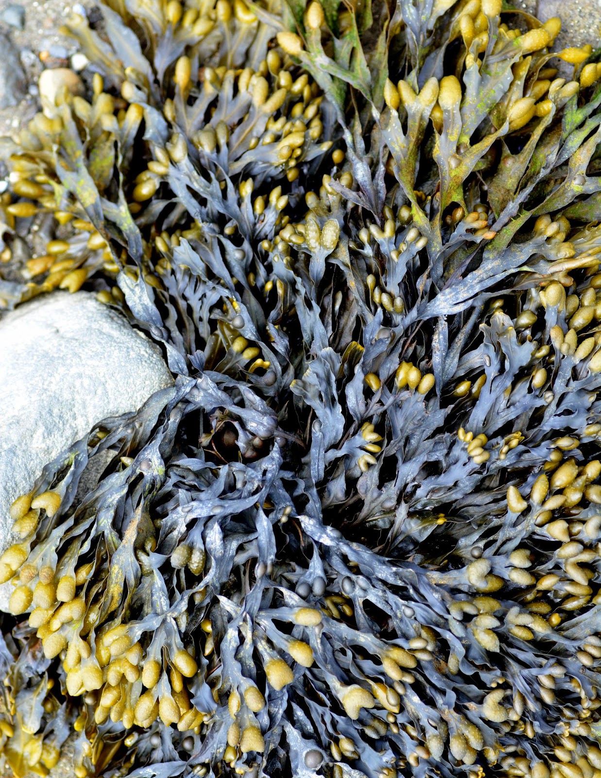 Alexandra Bruce - LifeUnseen