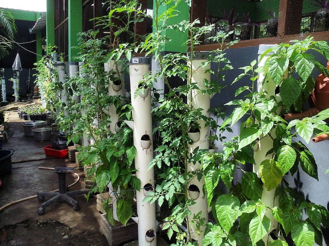 Kekurangan Hidroponik Sistem Vertikultur Atau Pipa Berdiri - ATFA Grup