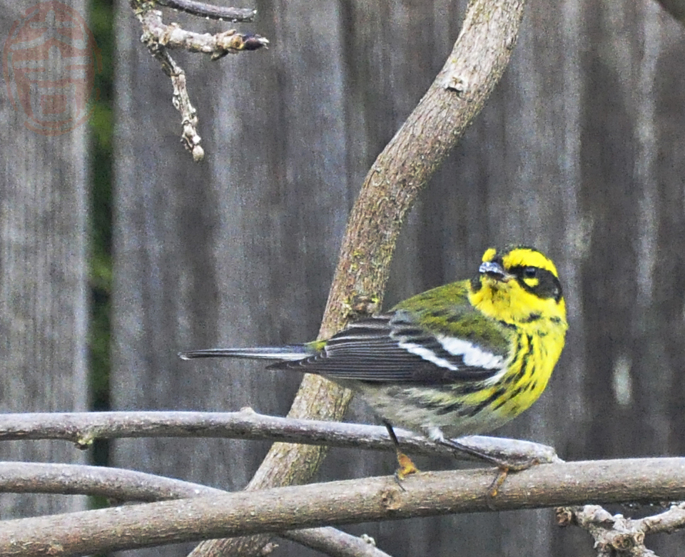 Oregon Backyard Birds, etc.: Townsend's Warbler