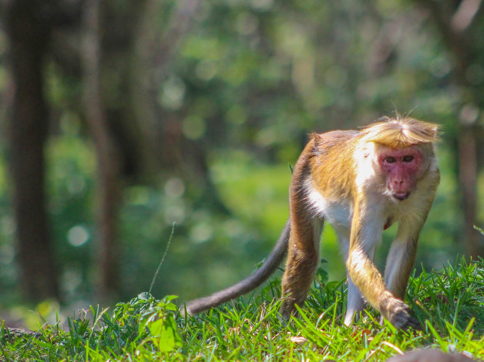 Cannundrums: Common Toque Macaque
