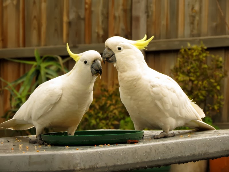 Nature walks with my camera: Cockies in the backyard - Oct 2013