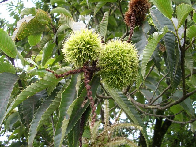 DIÁRIO COM A NATUREZA: 06 DE JUNHO - CASTANHA PORTUGUESA - FRUTO ...