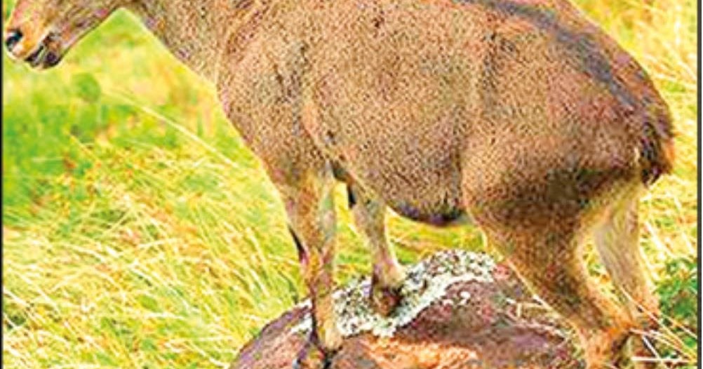 Nilgiri Tahr - State animal of Tamil Nadu - Notes - GK Tamil.in