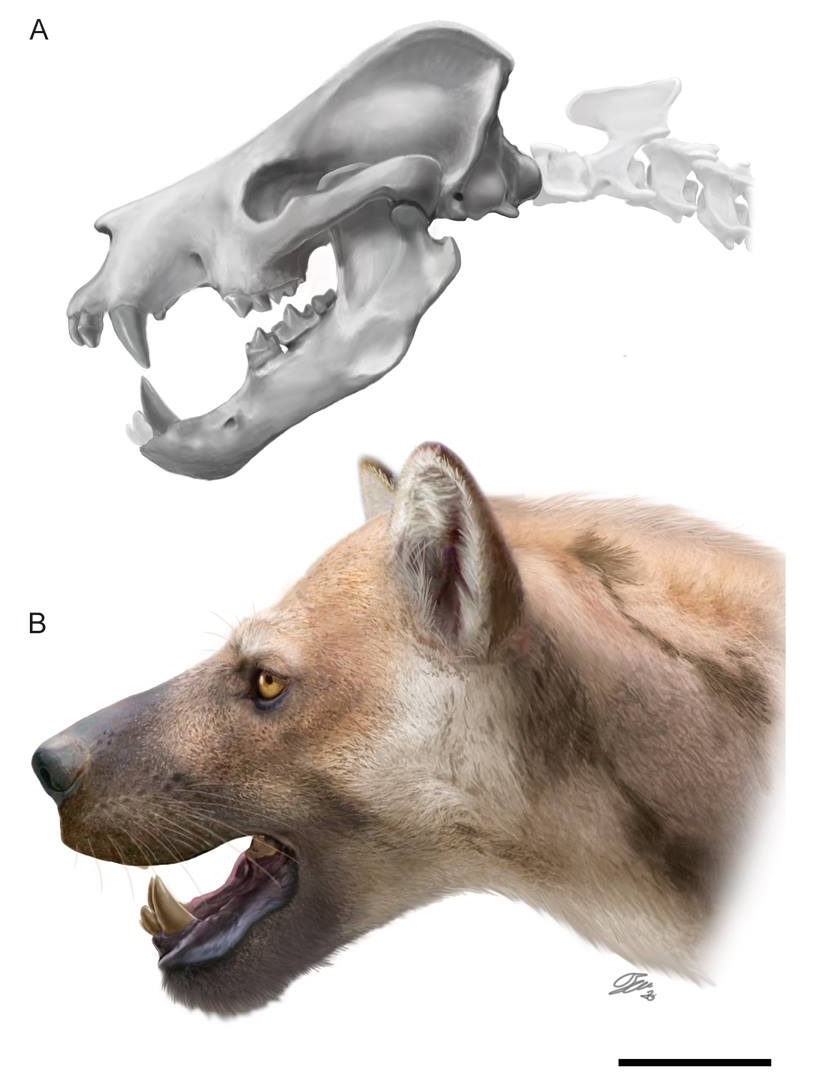 Species New to Science: [PaleoMammalogy • 2021] Ammitocyon kainos • A ...