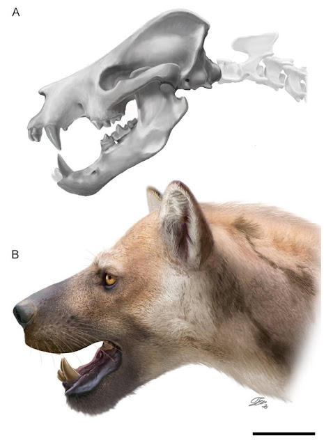 Species New to Science: [PaleoMammalogy • 2021] Ammitocyon kainos • A ...
