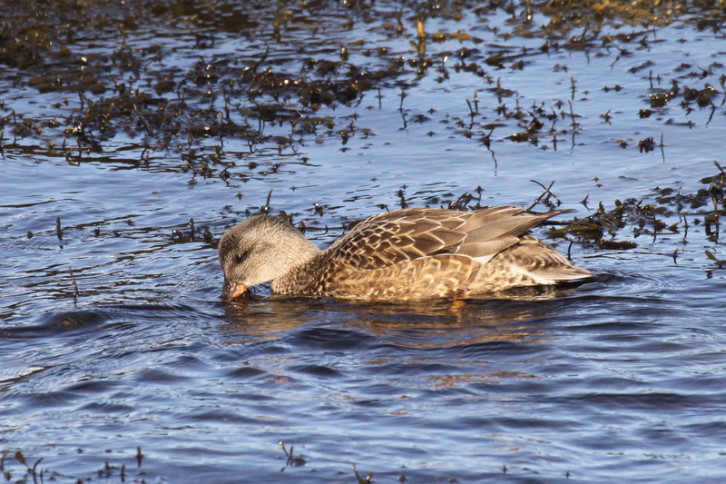 Tails of Birding: 2011