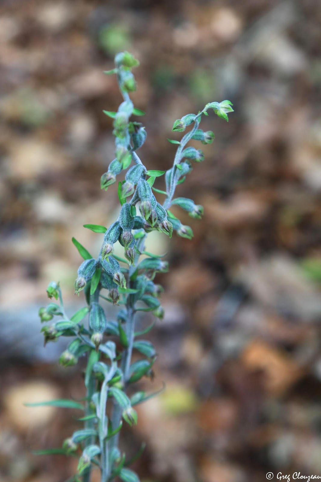 [ESPECE] L'Epipactis Microphylla, la petite orchidée rare à ...