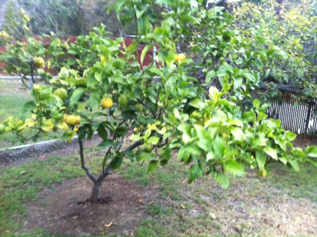 me and you and ellie: Margarita tree